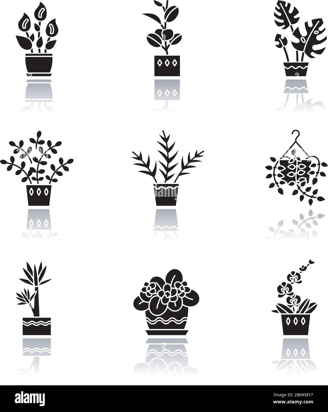 Indoor plants trees Black and White Stock Photos & Images - Alamy