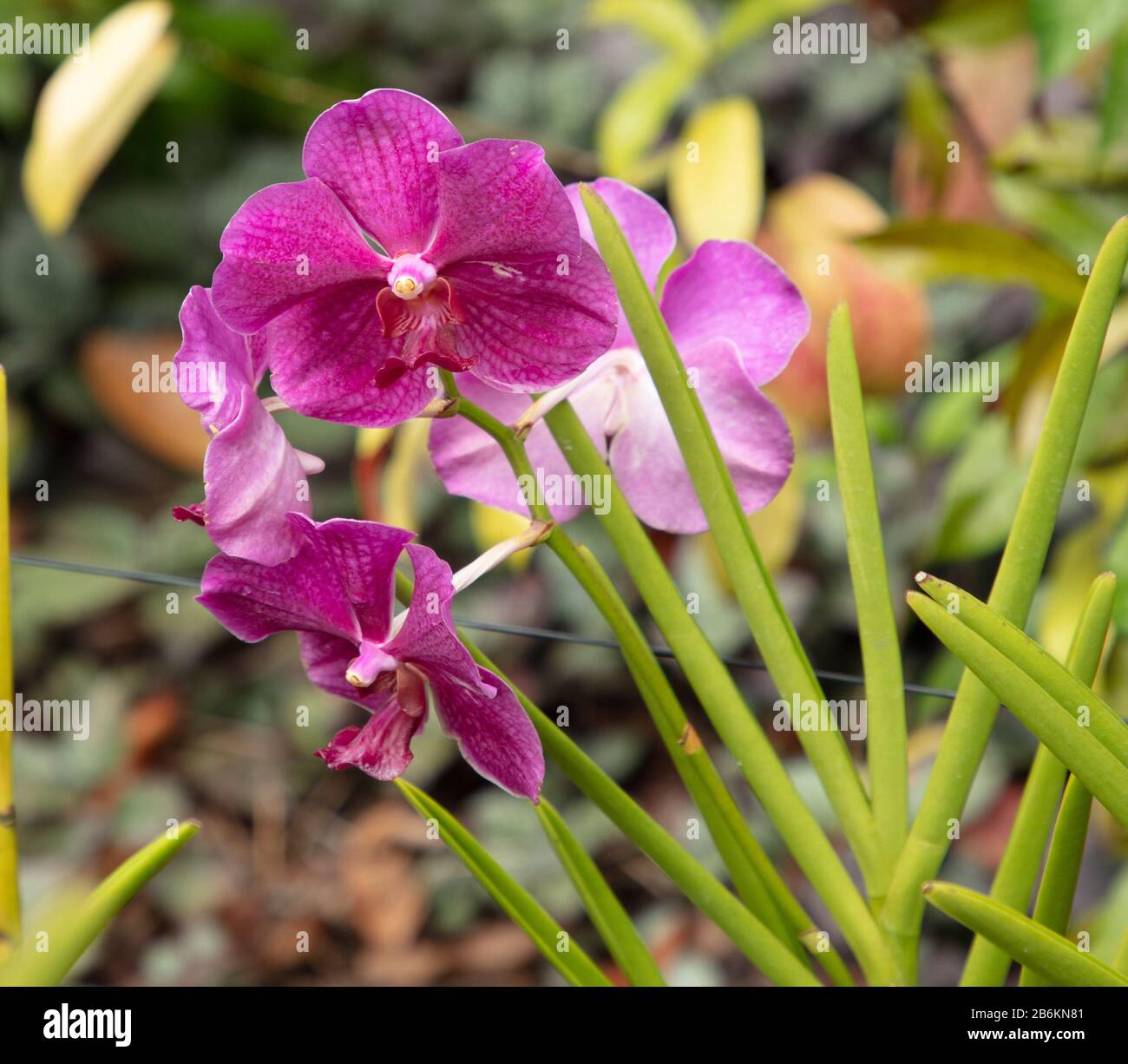 Orchid Papilionanda Hilo Rainbow seen outside in Singapore Botanical ...