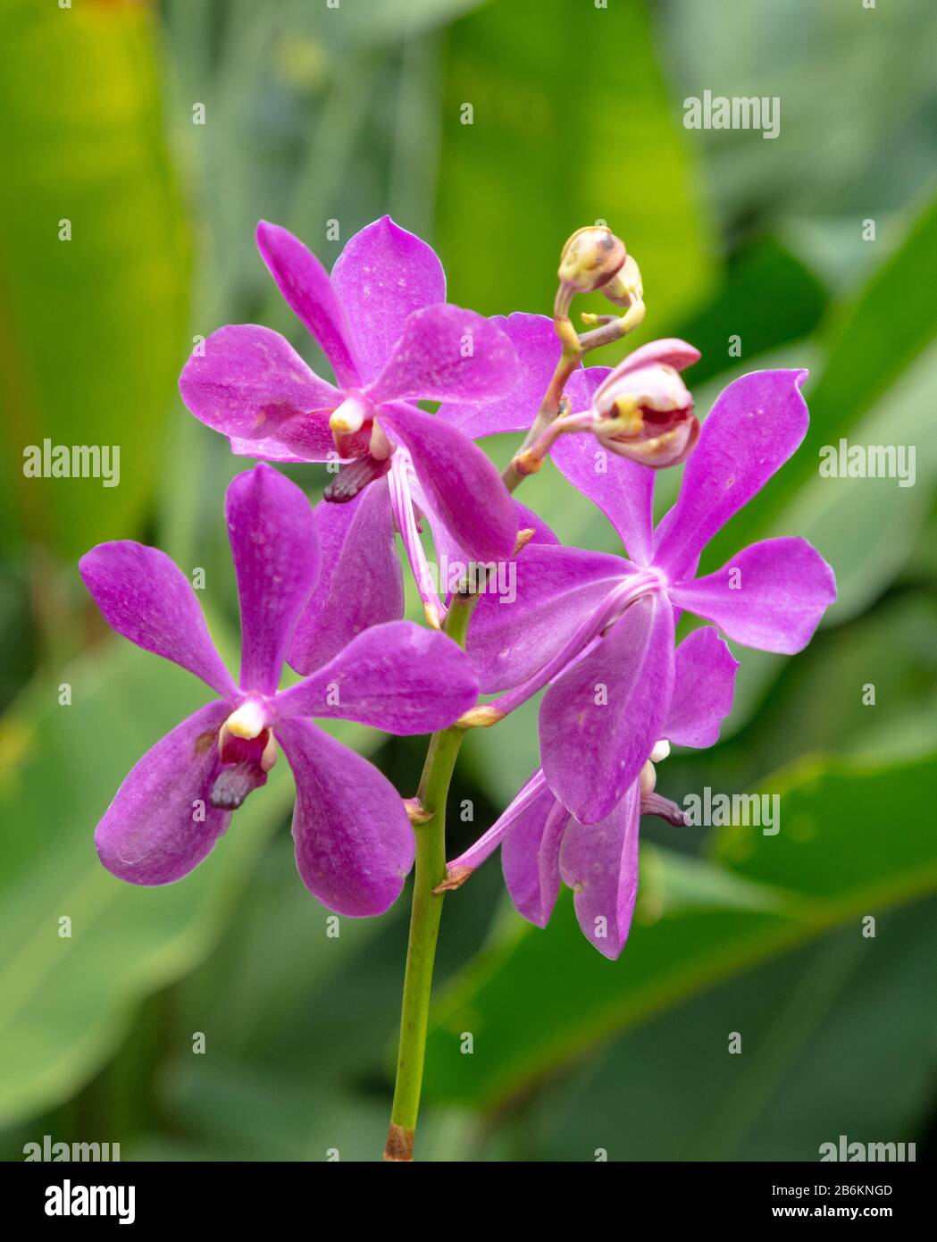 Closeup flower of Orchid Aranda Noorah Alsagoff Stock Photo - Alamy