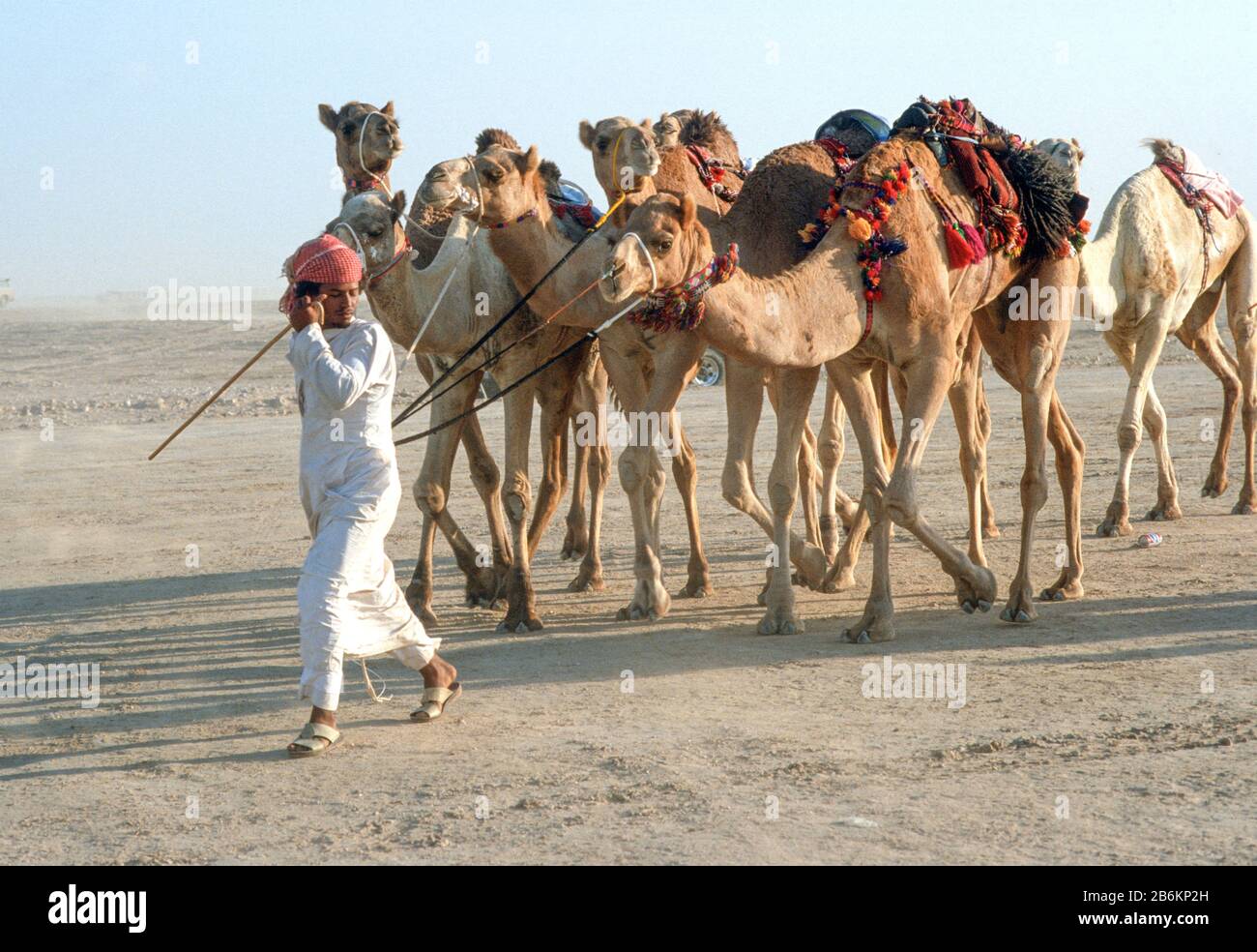 Qatar desert bedouin hi-res stock photography and images - Alamy
