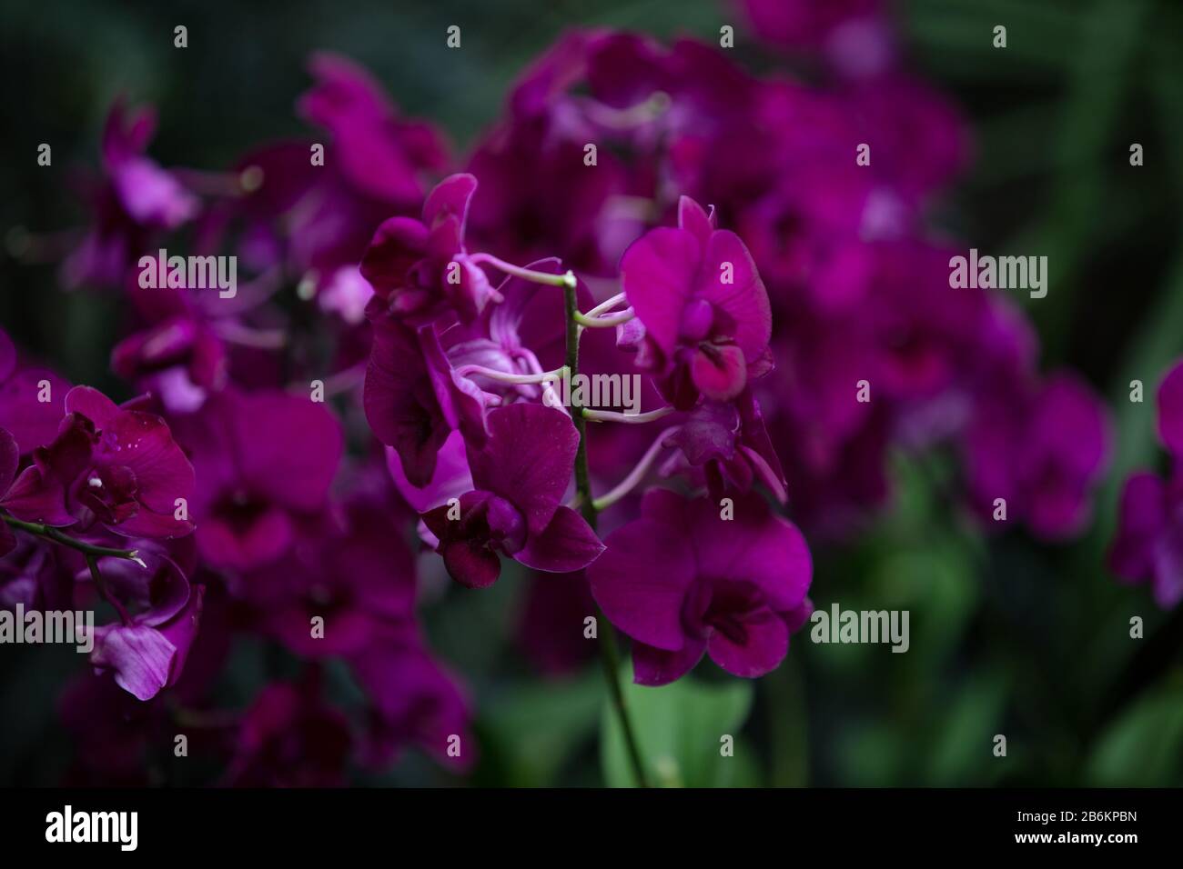 Dendrobium red hi-res stock photography and images - Alamy