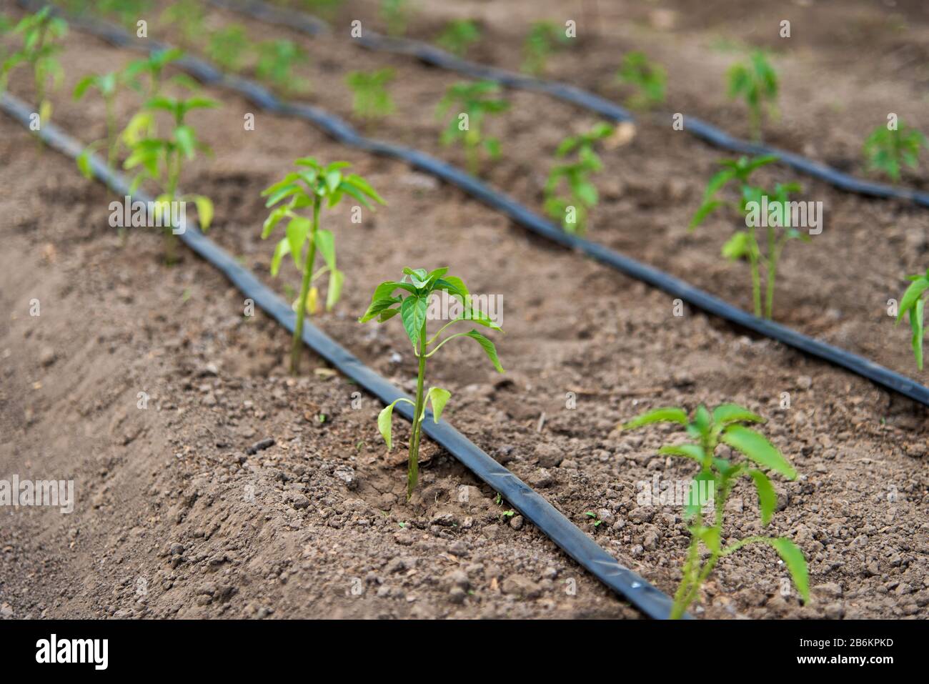 Drip Or Trickle Irrigation