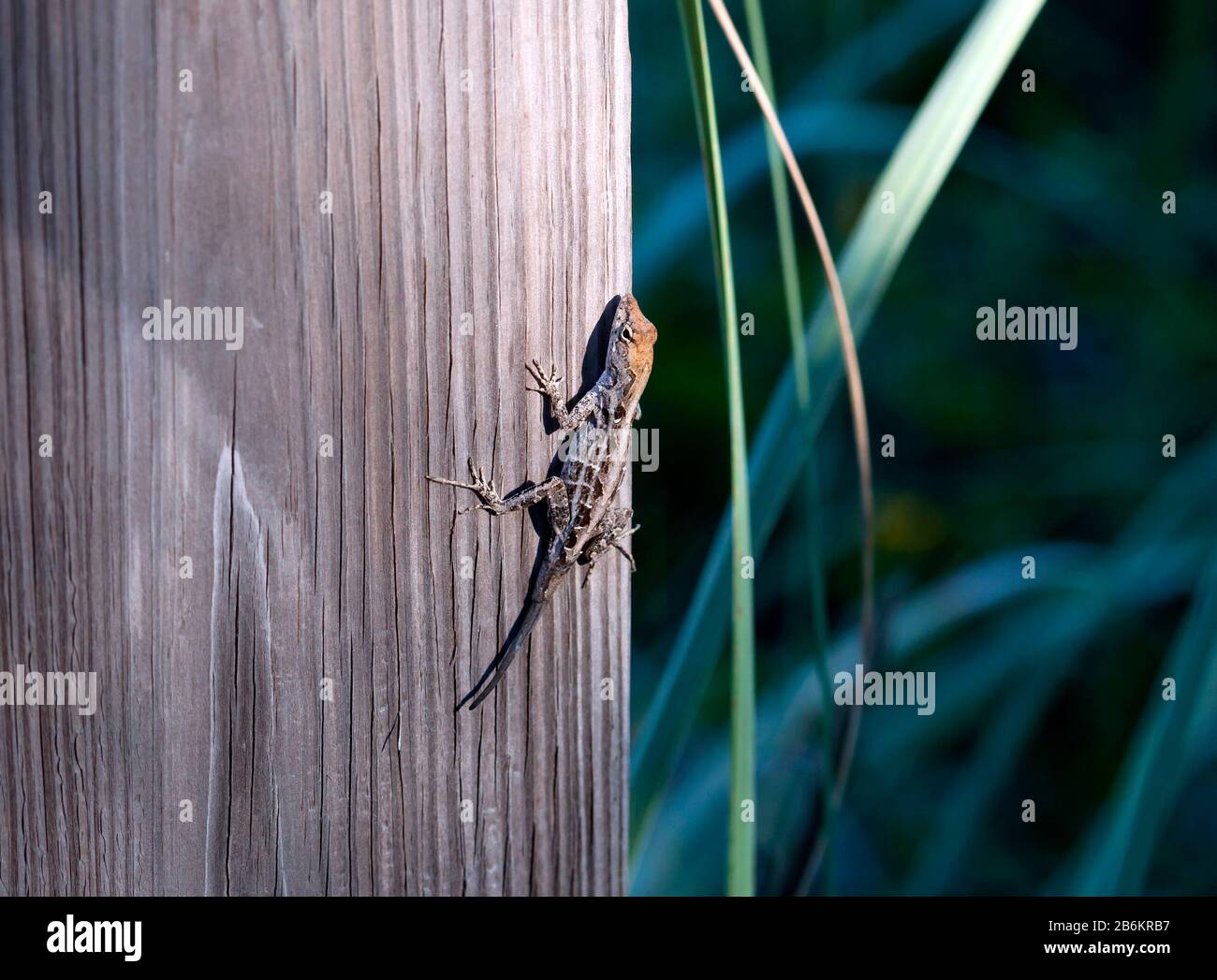 A brown anole lizard in florida hi-res stock photography and images - Alamy