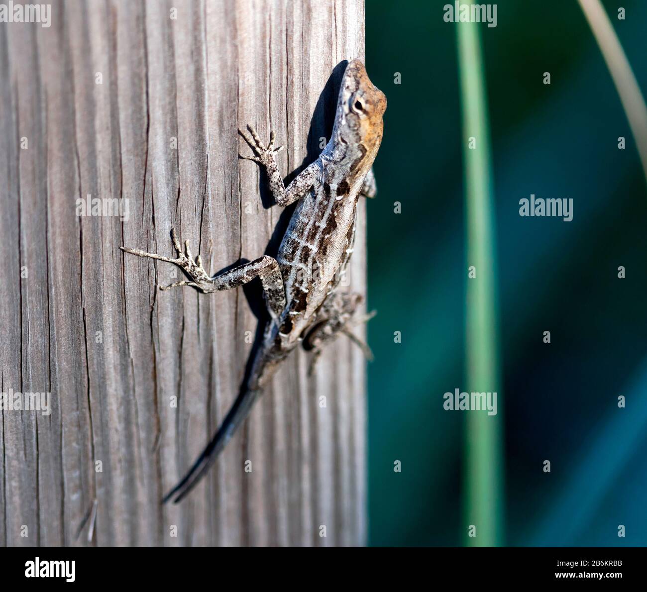 Brown anole lizard florida hi-res stock photography and images - Alamy