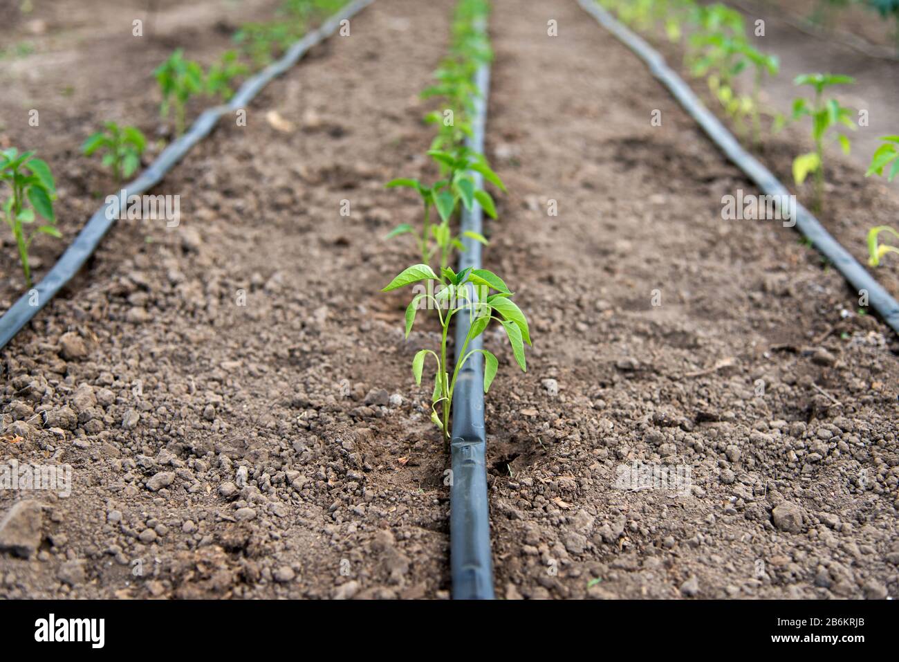 Organic pepper cultivation hi-res stock photography and images - Alamy