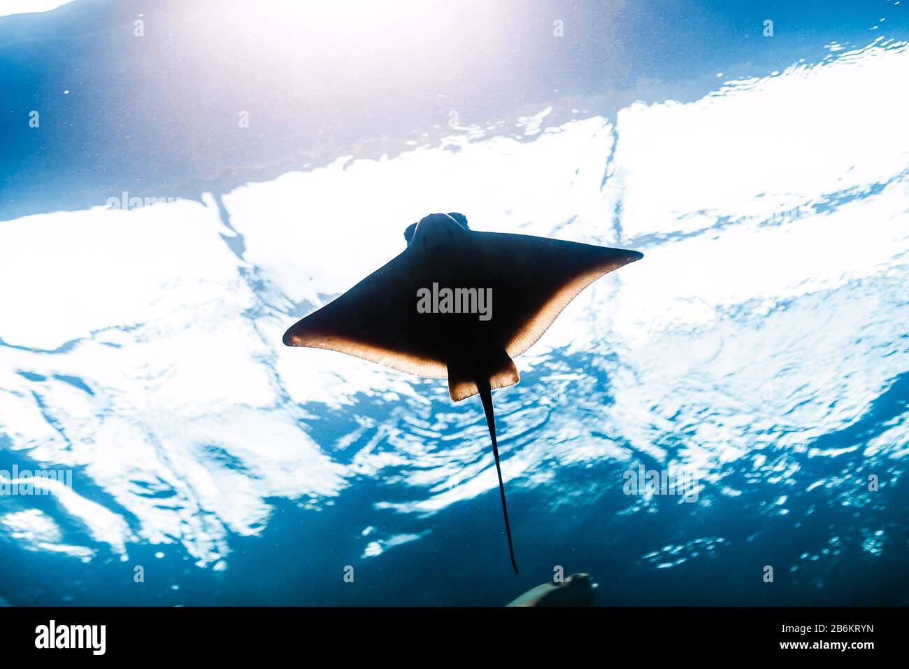 Stingray swimming in the zoo aquarium Stock Photo - Alamy