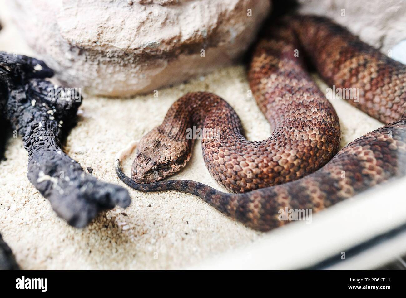 Danger Australian common death adder or acanthophis antarcticus Stock ...