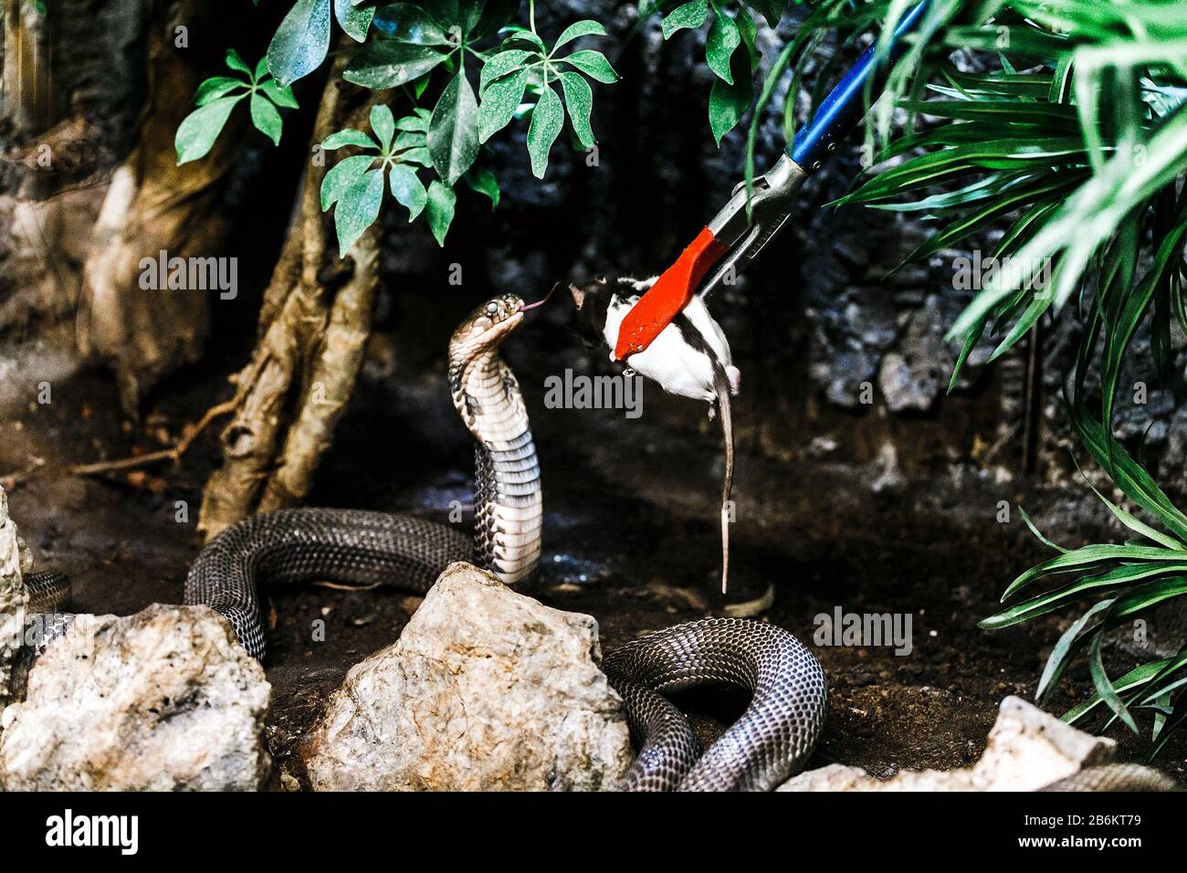 Gray rat snake hi-res stock photography and images - Alamy