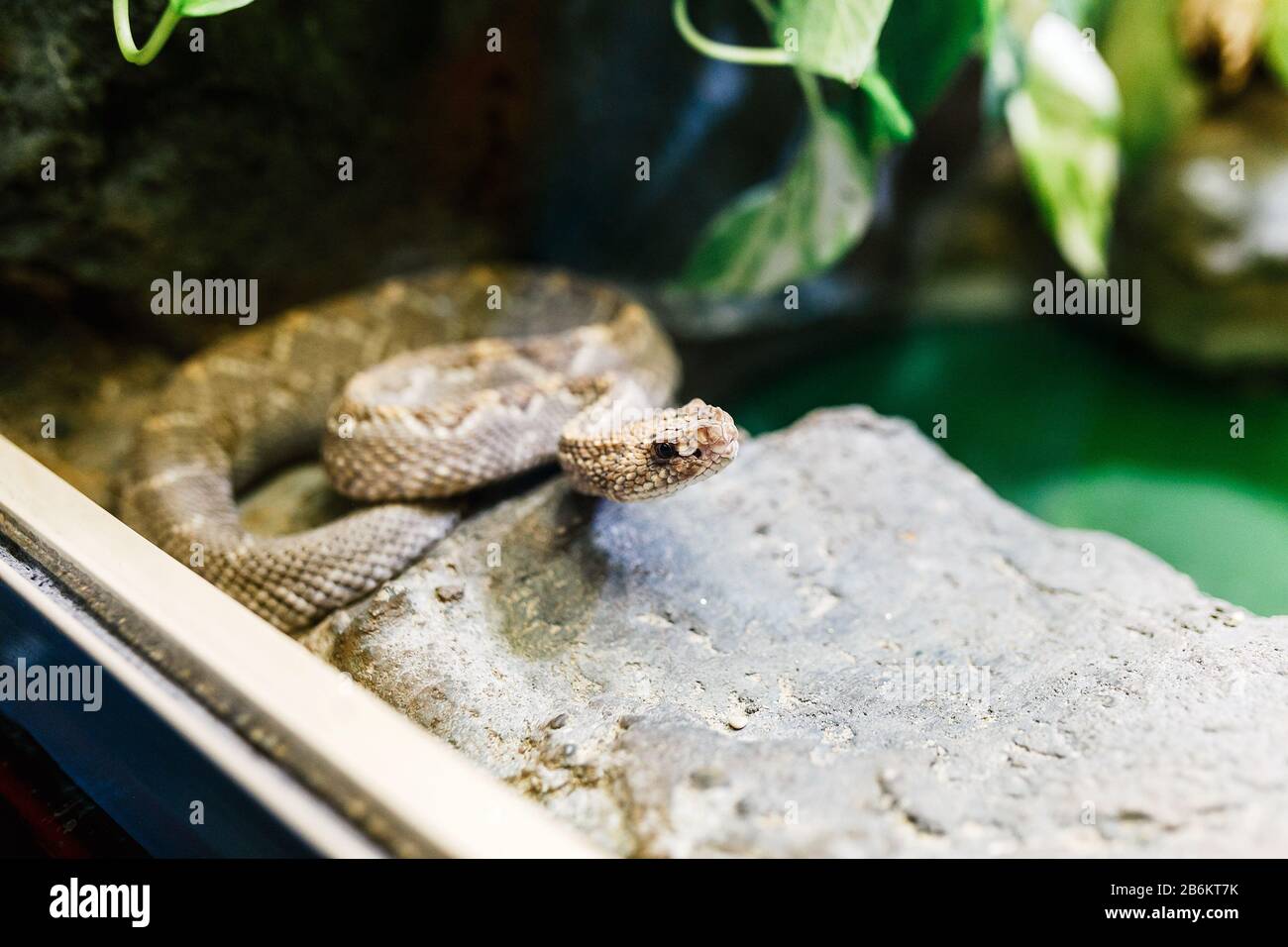 Snake on rock at zoo Stock Photo - Alamy