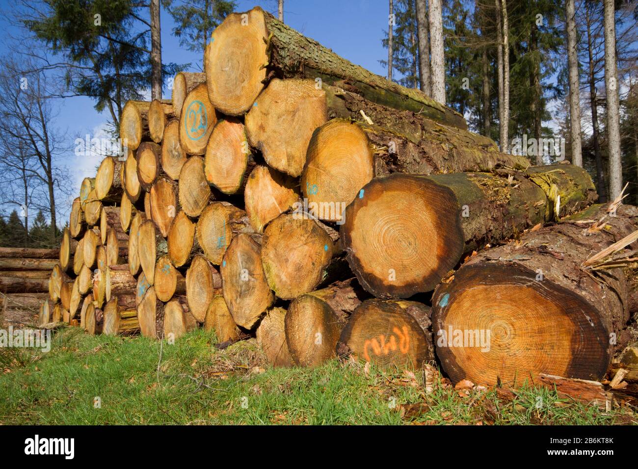 Harvest in forestry: pile of tree stems in the forest Stock Photo - Alamy