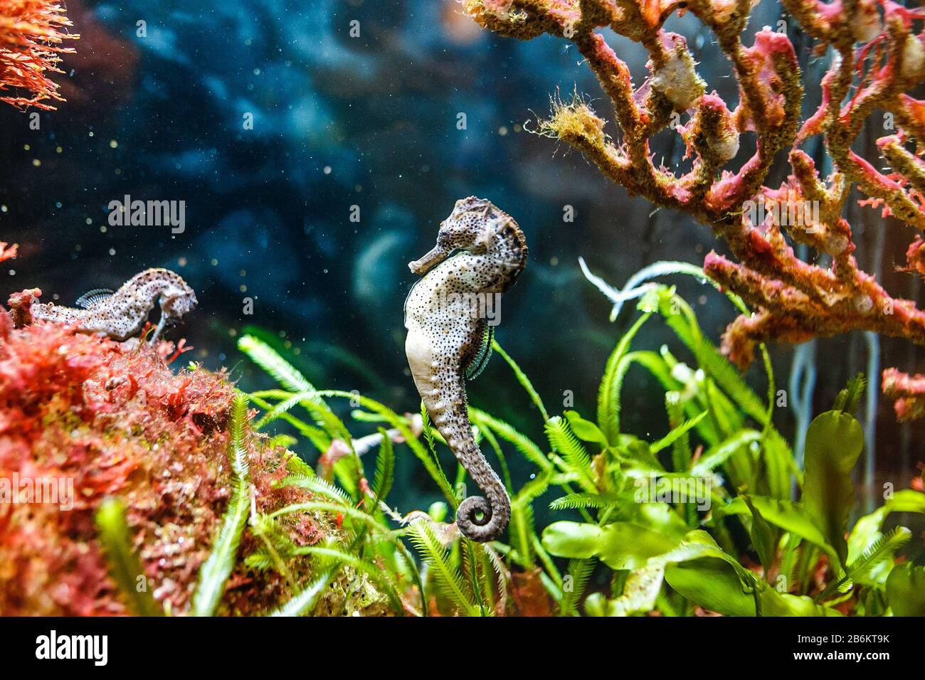 seahorse in a colorful aquarium Stock Photo - Alamy