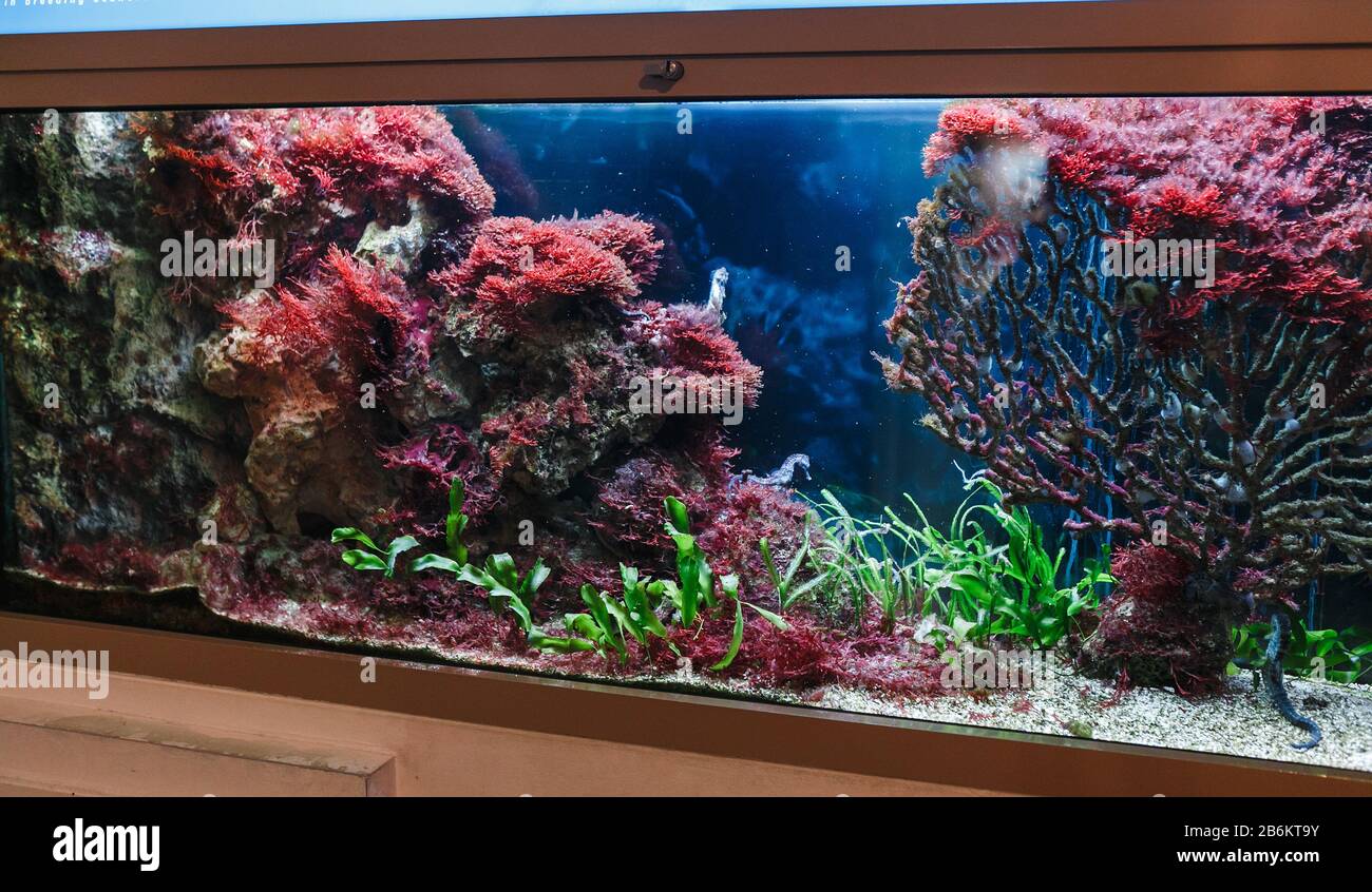 marine aquarium on display in a zoo Stock Photo - Alamy