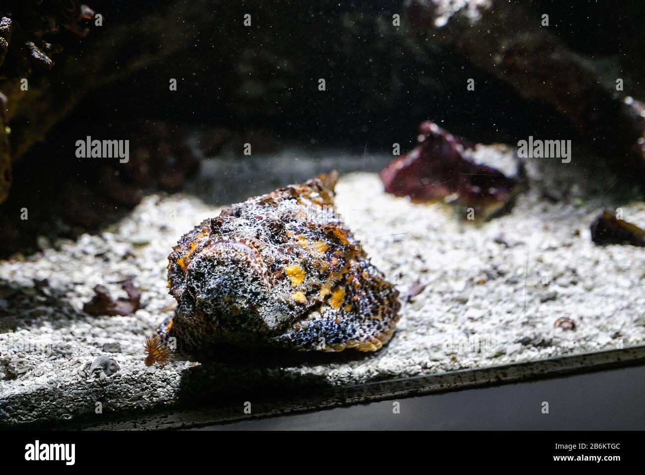 Disguised masked as a stone fish in an aquarium Stock Photo - Alamy