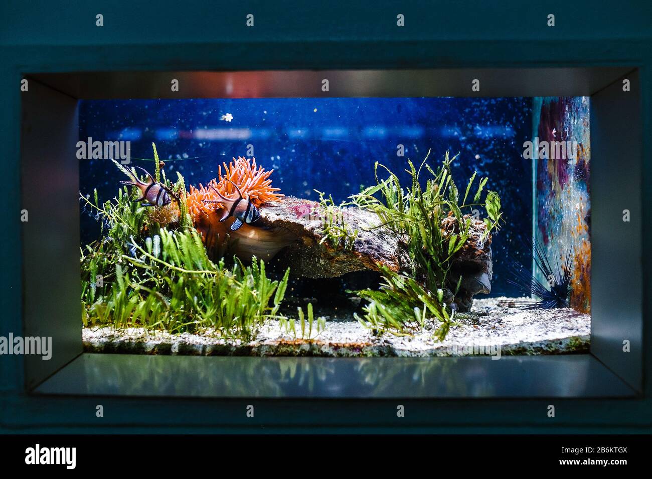 Different fishes hi-res stock photography and images - Alamy