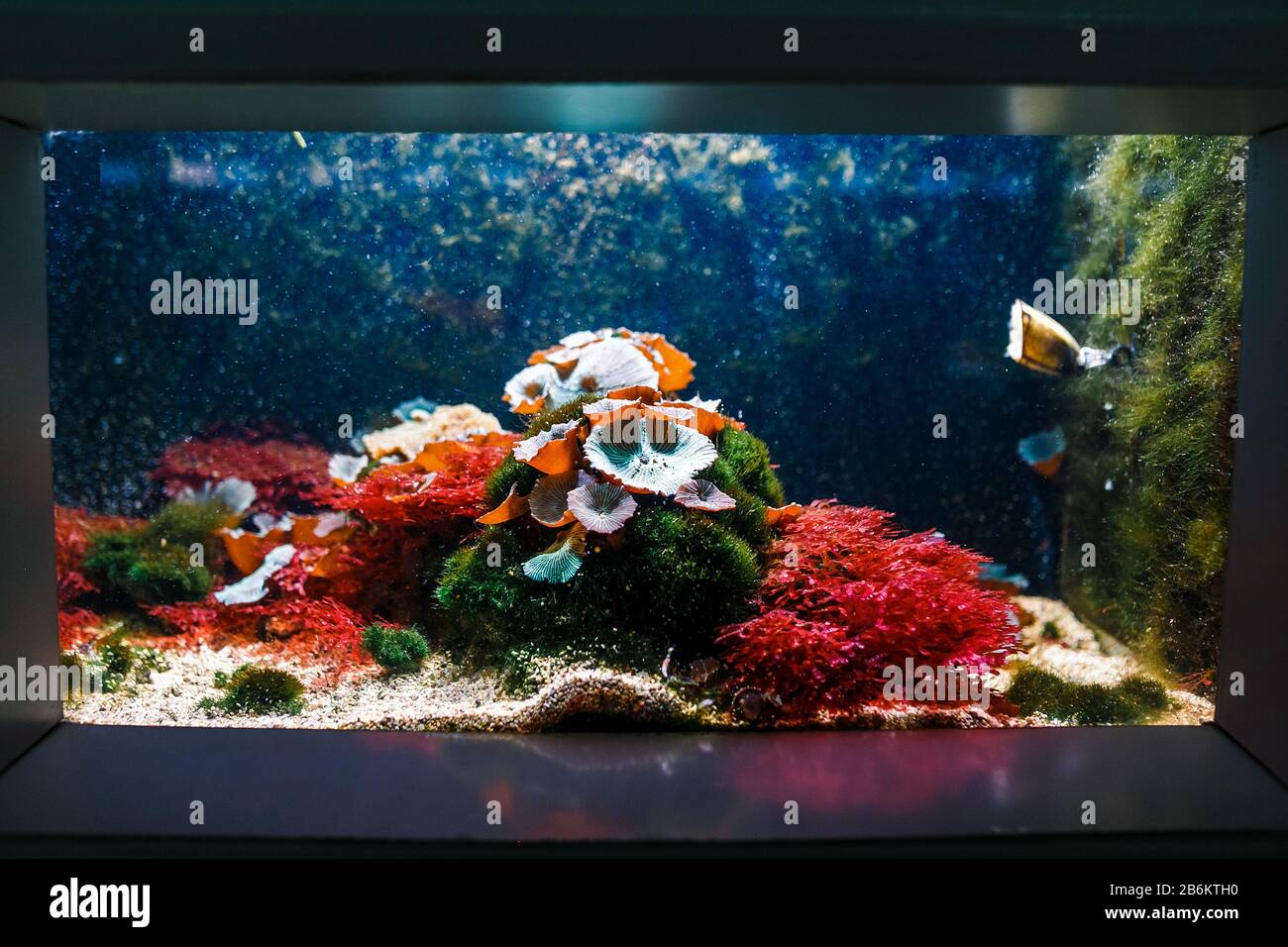 Different fishes hi-res stock photography and images - Alamy