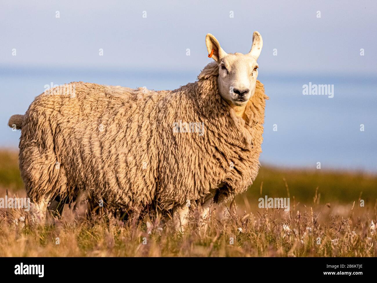 Cheviot sheep scotland highlands hi-res stock photography and images ...