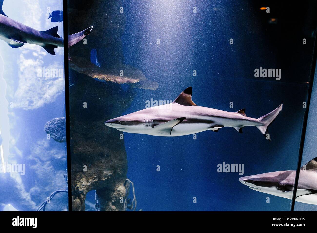 Shark in a large marine aquarium Stock Photo - Alamy