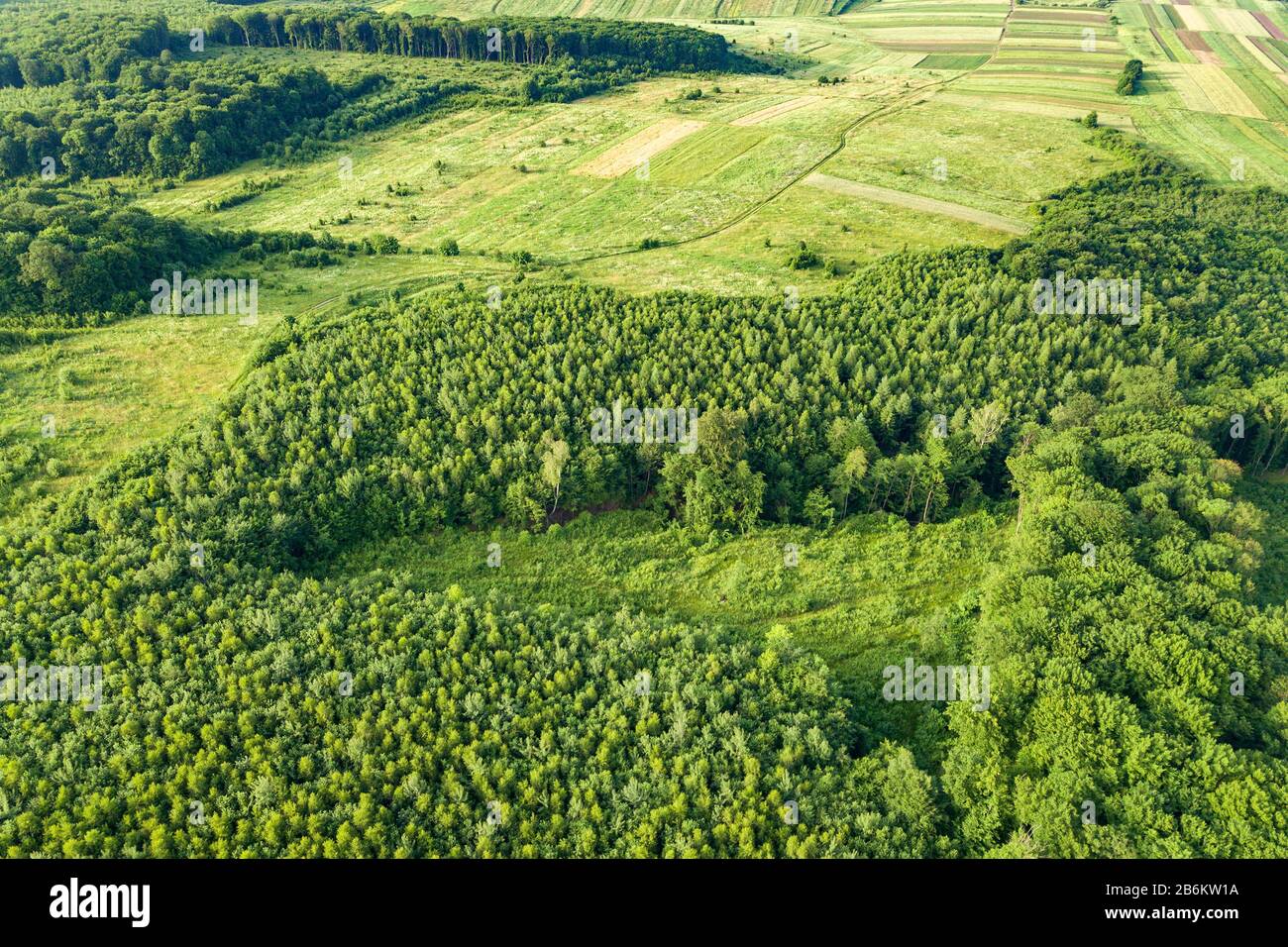 Top down aerial view of green summer forest with large area of cut down ...