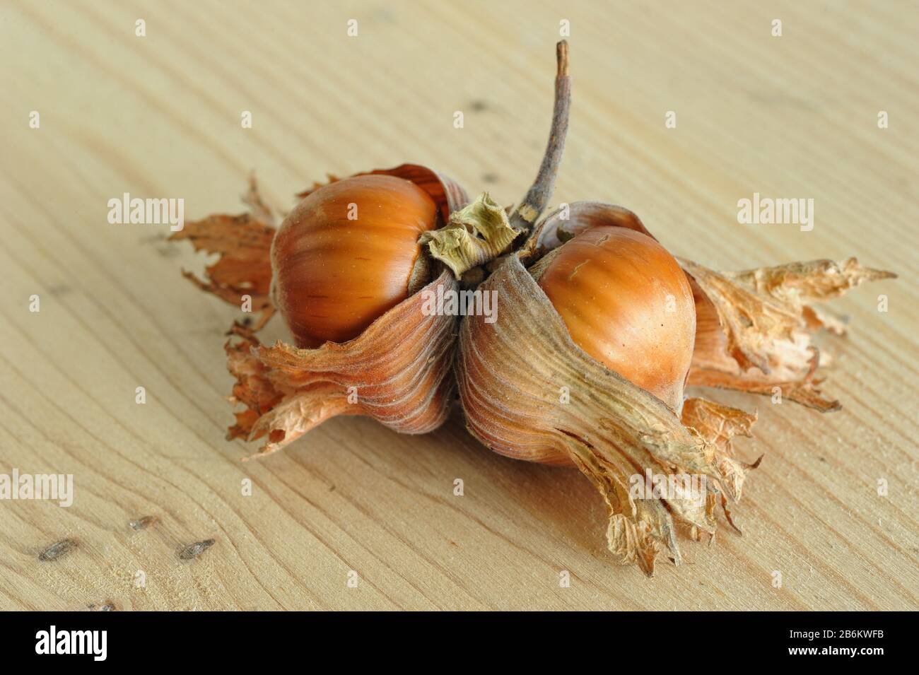 Two hazelnuts hi-res stock photography and images - Alamy