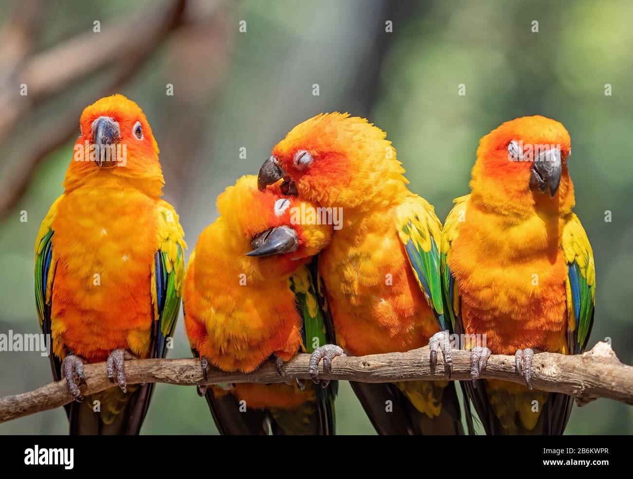 Sun Conure Wallpaper