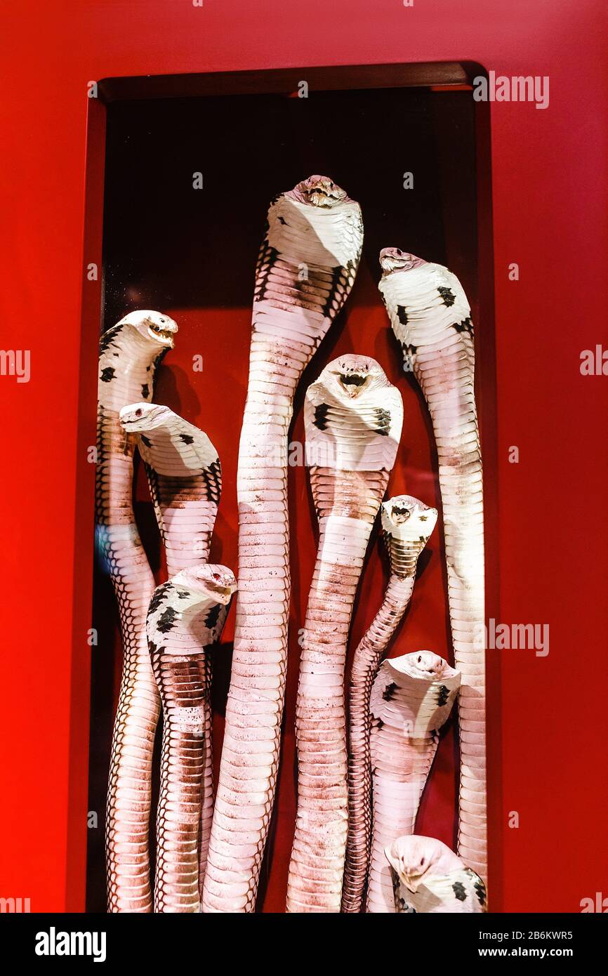 Kingcobra hi-res stock photography and images - Alamy