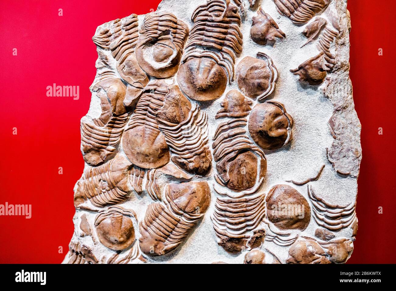 Fossil impression shell hi-res stock photography and images - Alamy