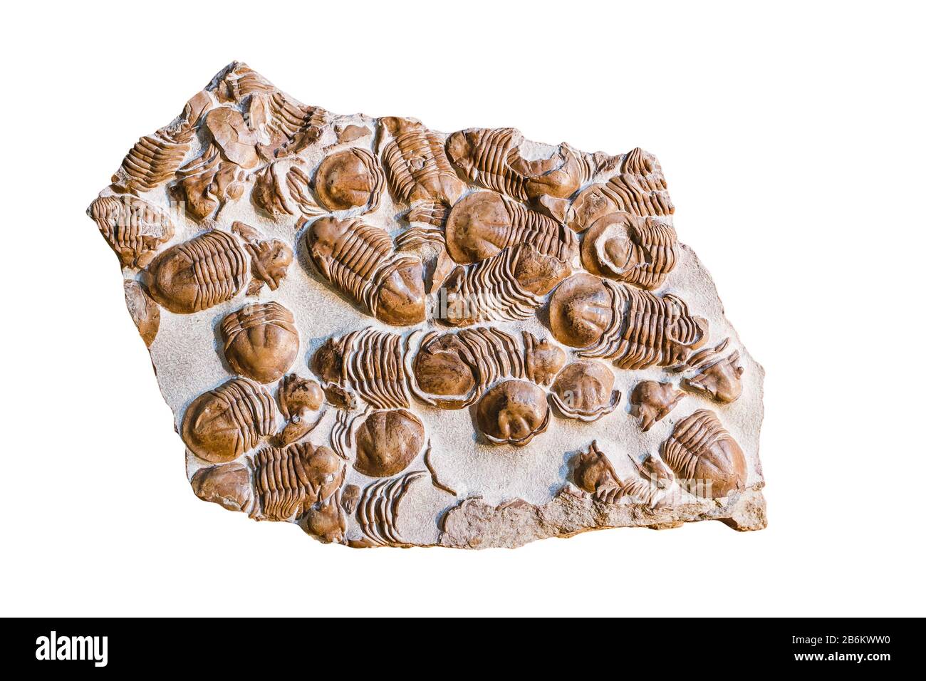 Fossilized exoskeleton hi-res stock photography and images - Alamy
