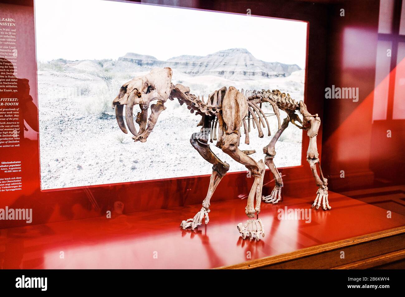 Saber tooth tiger skull hi-res stock photography and images - Alamy
