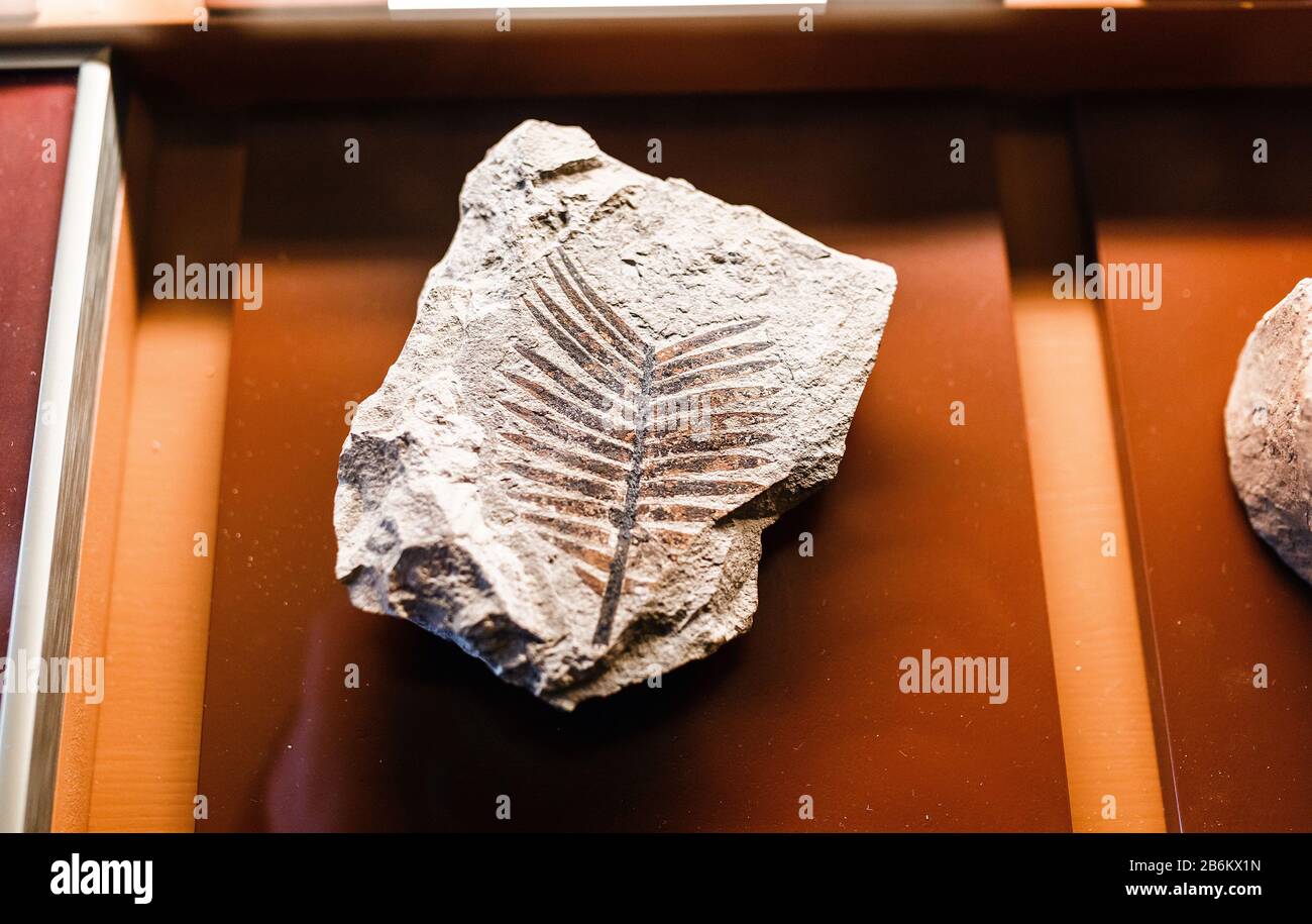 fossil print of ancient prehistoric long leaf fern plant Stock Photo ...