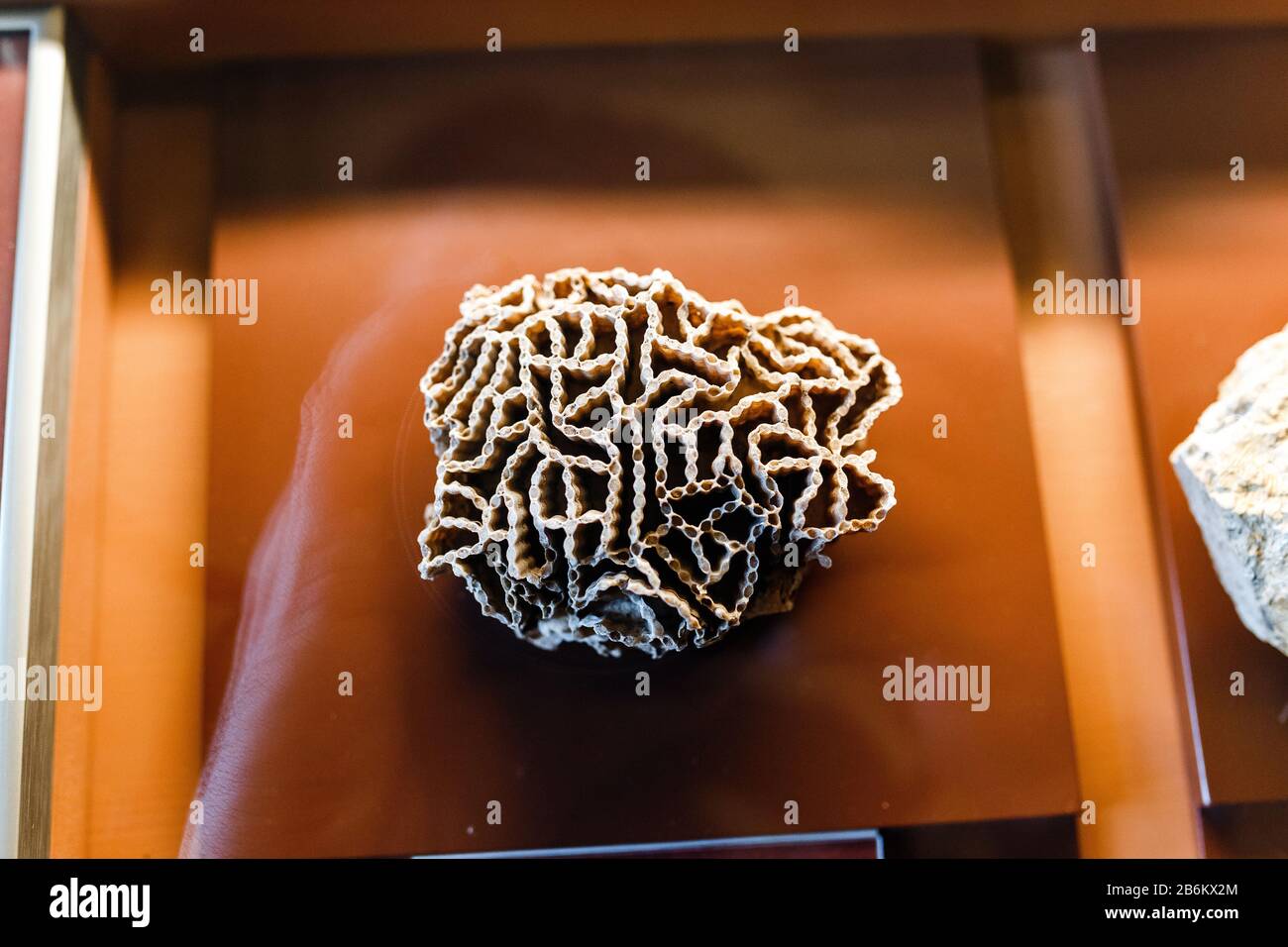 Marine prehistoric organisms corals in fossils at the museum exhibition ...