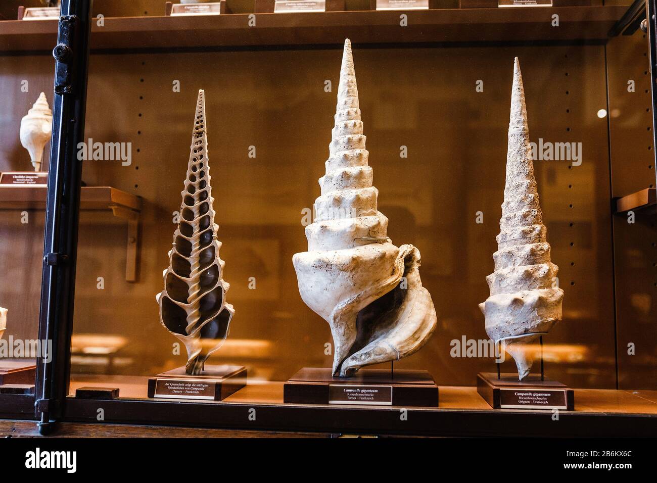 24 MARCH 2017, VIENNA, AUSTRIA: Fossiled sea shells Campanile giganteum ...