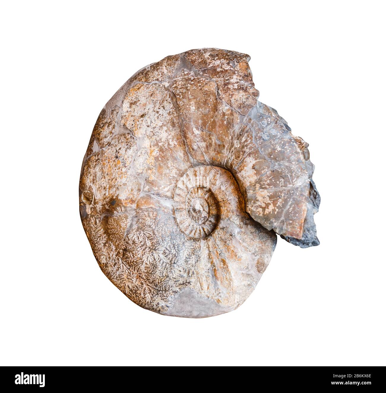 Fossilized Ammonite isolated on white Stock Photo - Alamy