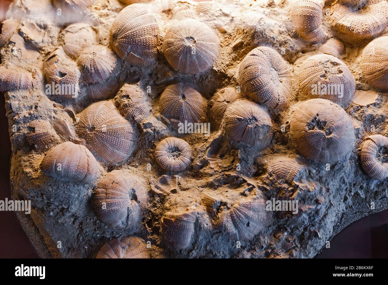 Marine prehistoric organisms corals in fossils at the museum exhibition ...