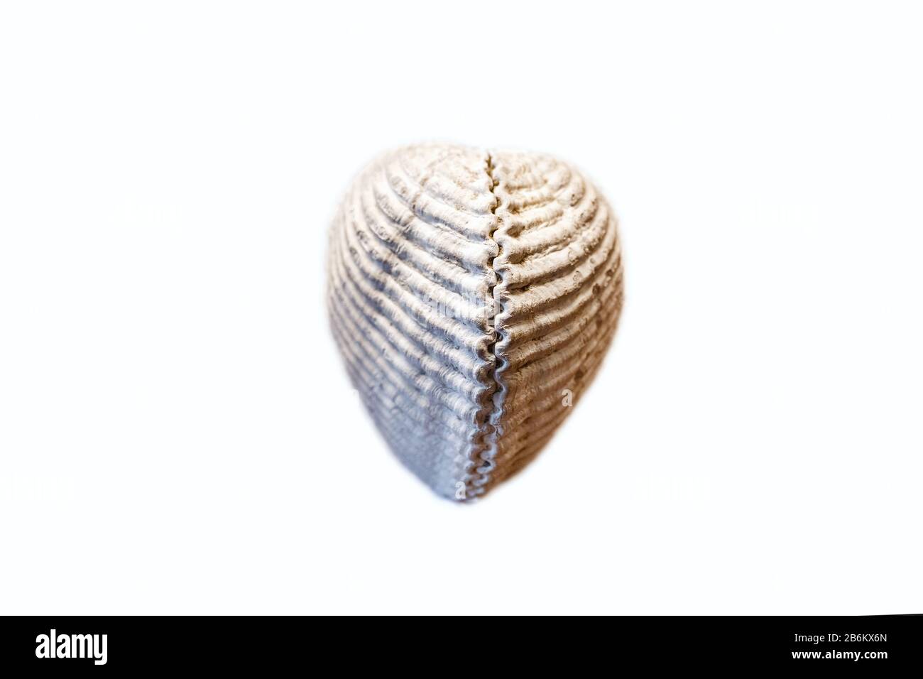 Invertebrate fossil million sea hi-res stock photography and images - Alamy