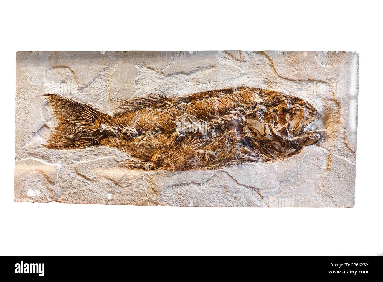 24 MARCH 2017, VIENNA, AUSTRIA: Prehistoric fish skeleton fossils ...
