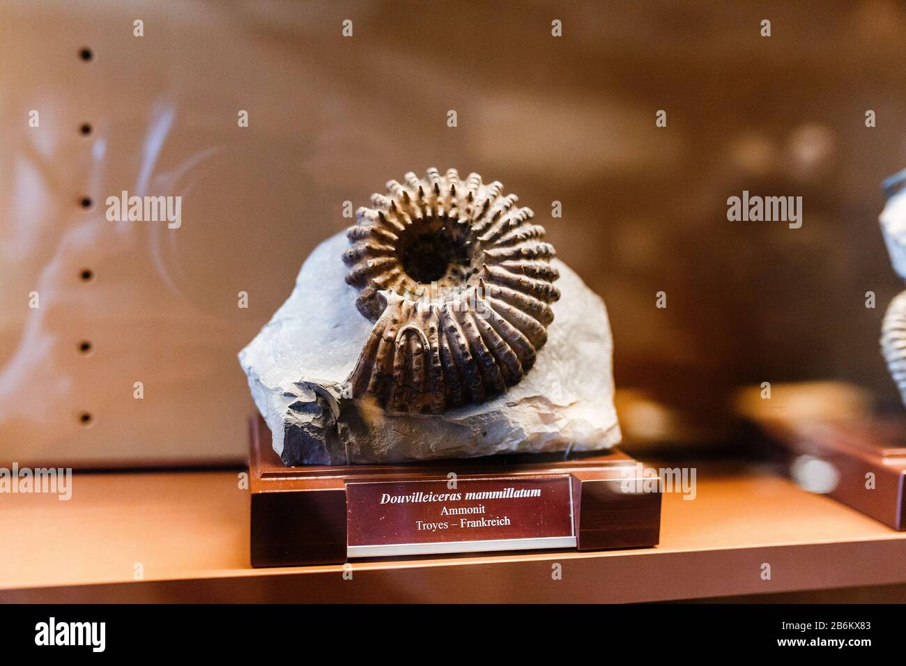24 MARCH 2017, VIENNA, AUSTRIA: fossil big spiral shell limestone ...