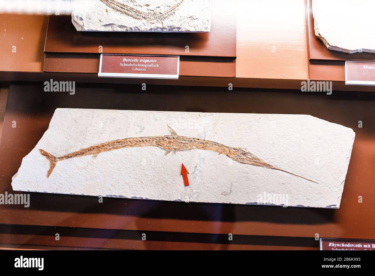 24 MARCH 2017, VIENNA, AUSTRIA: Prehistoric fish skeleton fossils ...
