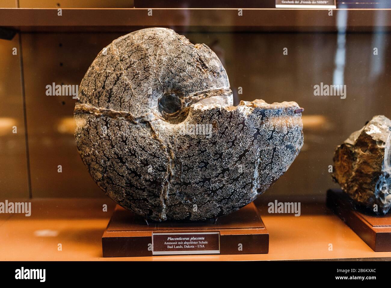 24 MARCH 2017, VIENNA, AUSTRIA: fossil big spiral shell limestone ...