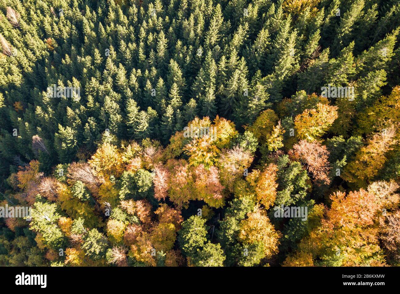 Top down aerial view of green and yellow autumn forest with many fresh trees Stock Photo - Alamy