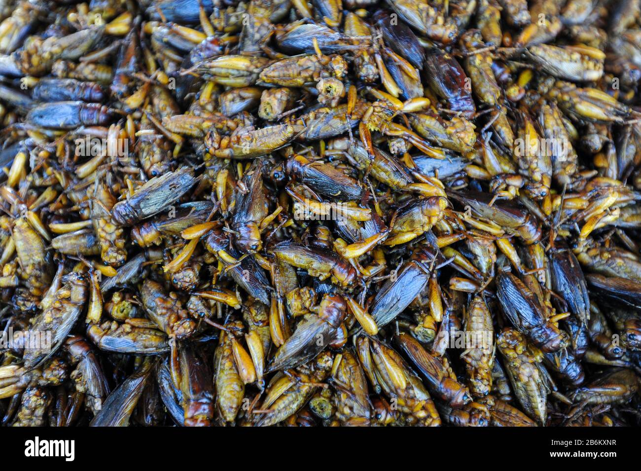 Roasted insects hi-res stock photography and images - Alamy