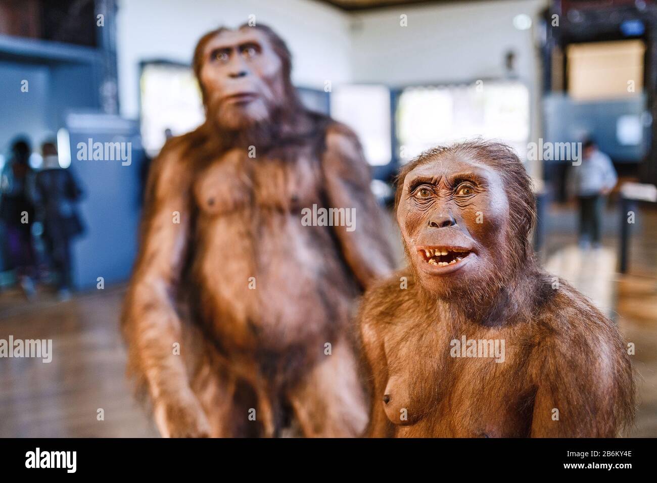 Homo erectus hi-res stock photography and images - Alamy