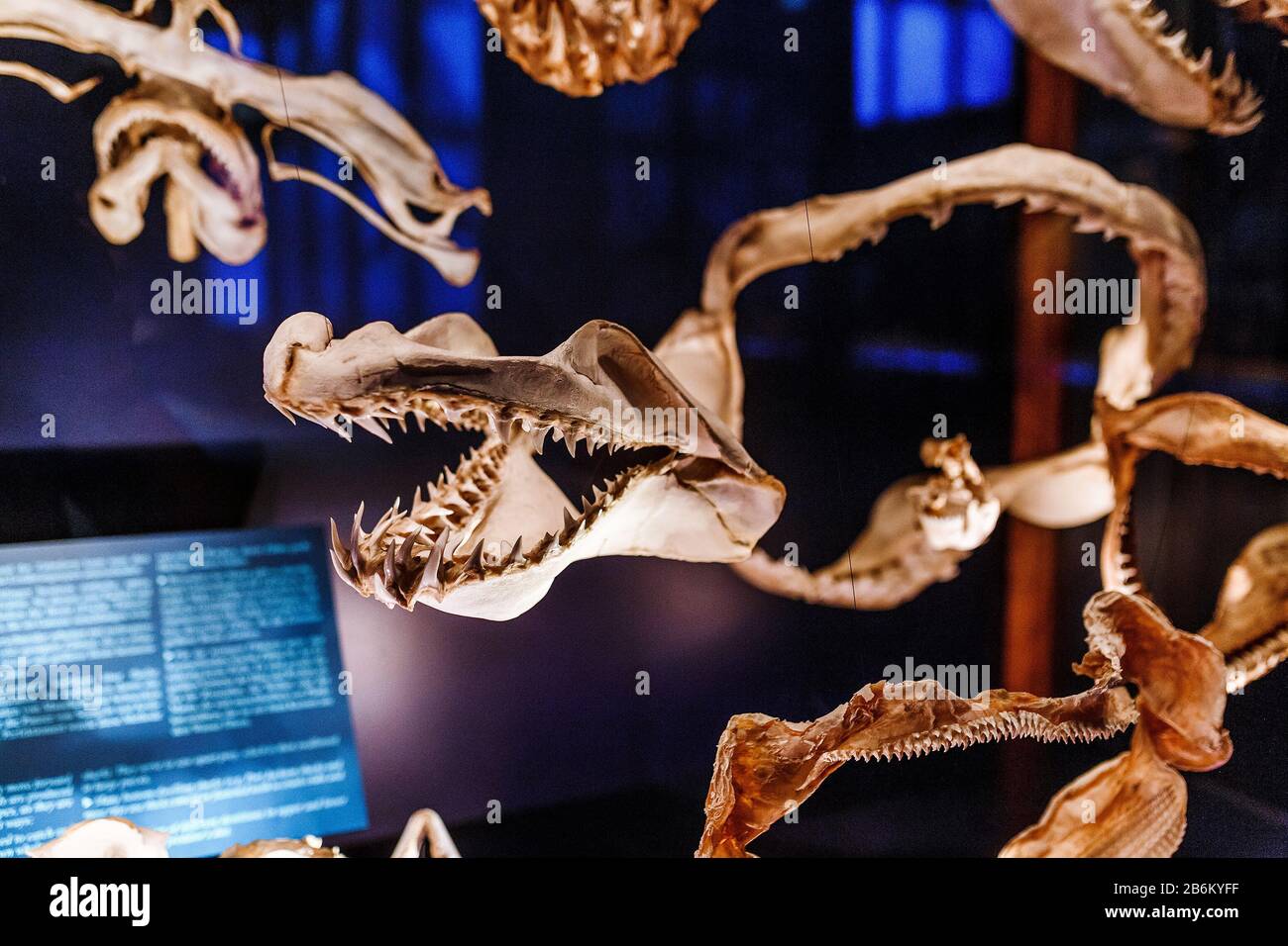 Shark bones hi-res stock photography and images - Alamy