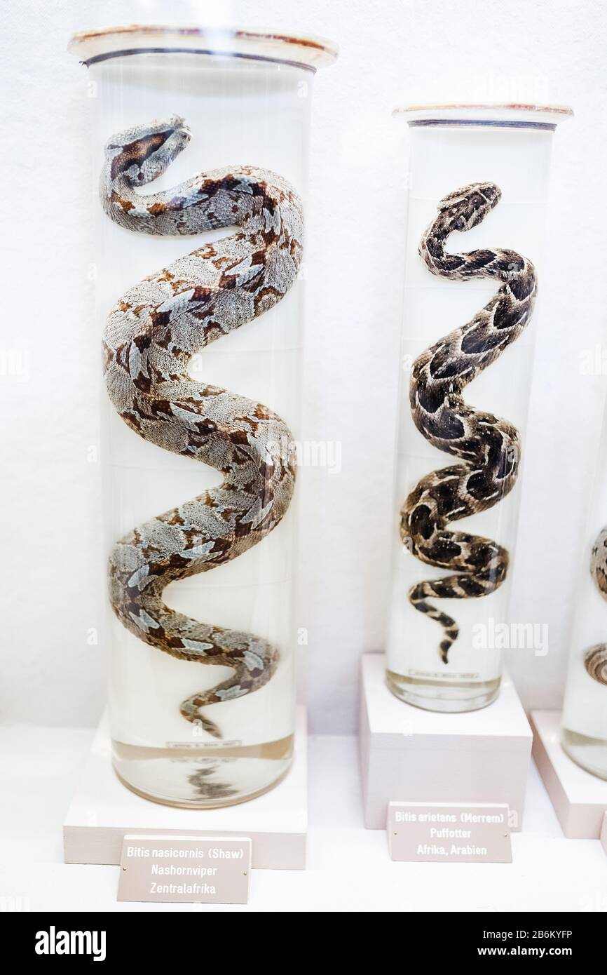 24 MARCH 2017, VIENNA, MUSEUM OF NATURAL HISTORY, AUSTRIA ...