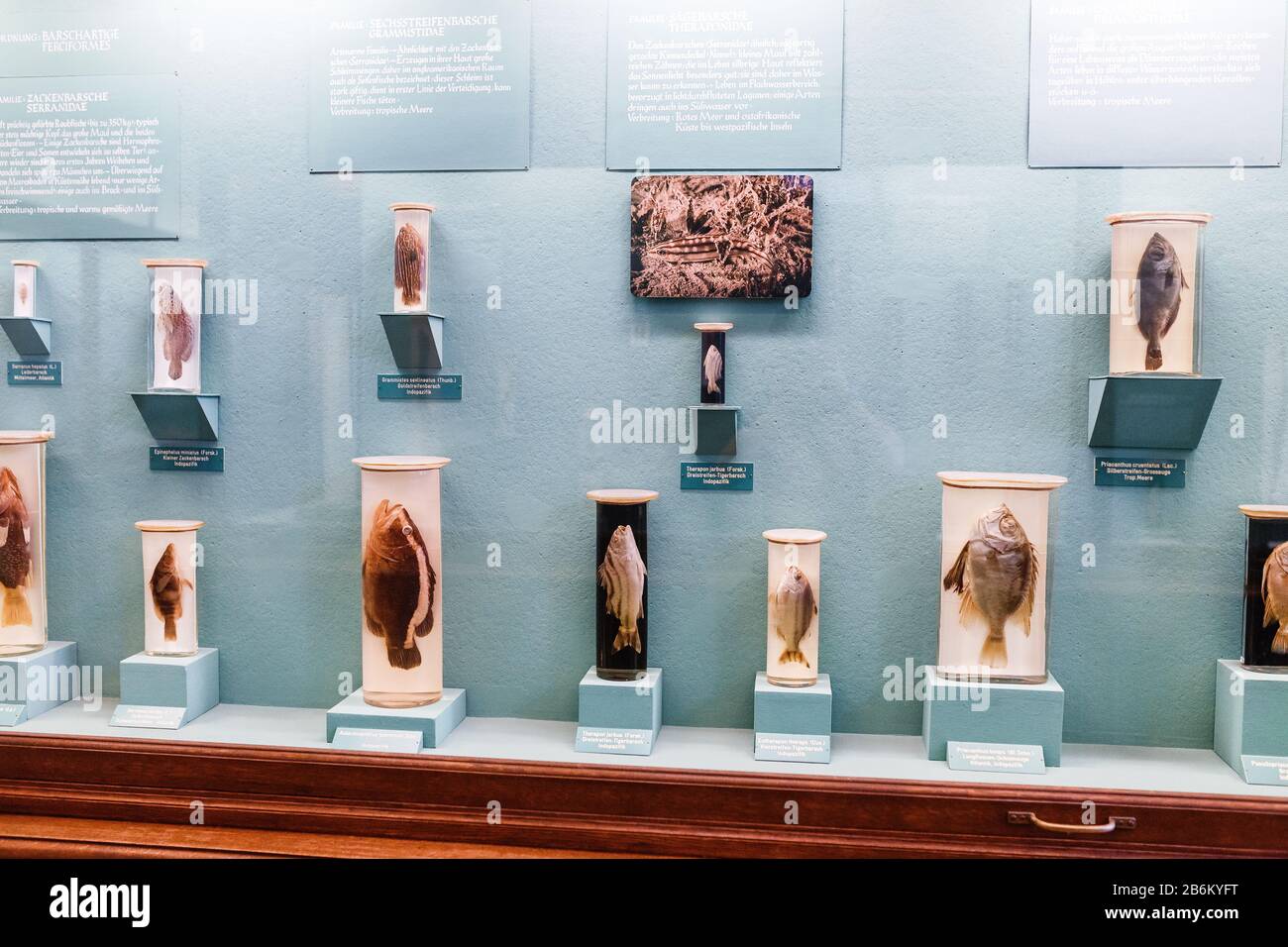 24 MARCH 2017, VIENNA, MUSEUM OF NATURAL HISTORY, AUSTRIA: The interior ...