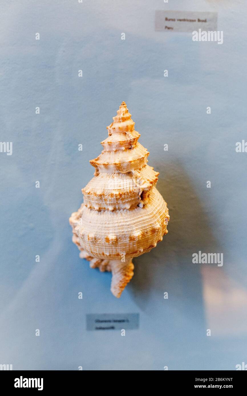 24 MARCH 2017, VIENNA, AUSTRIA: sea shells in a showcase in the Museum ...