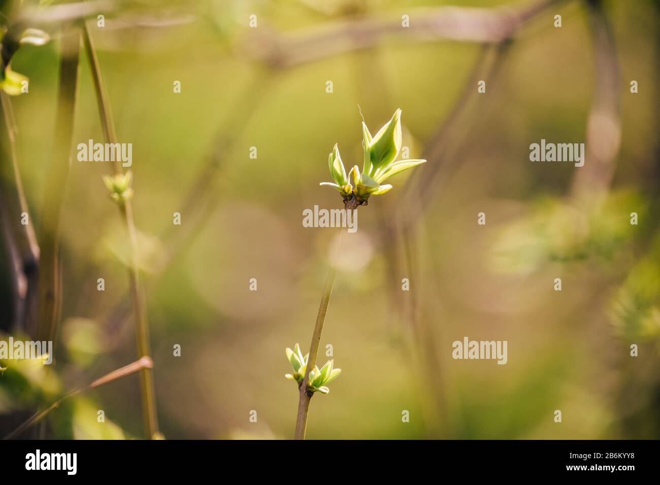 Buds on tree branches in March. Tree branch with buds background ...