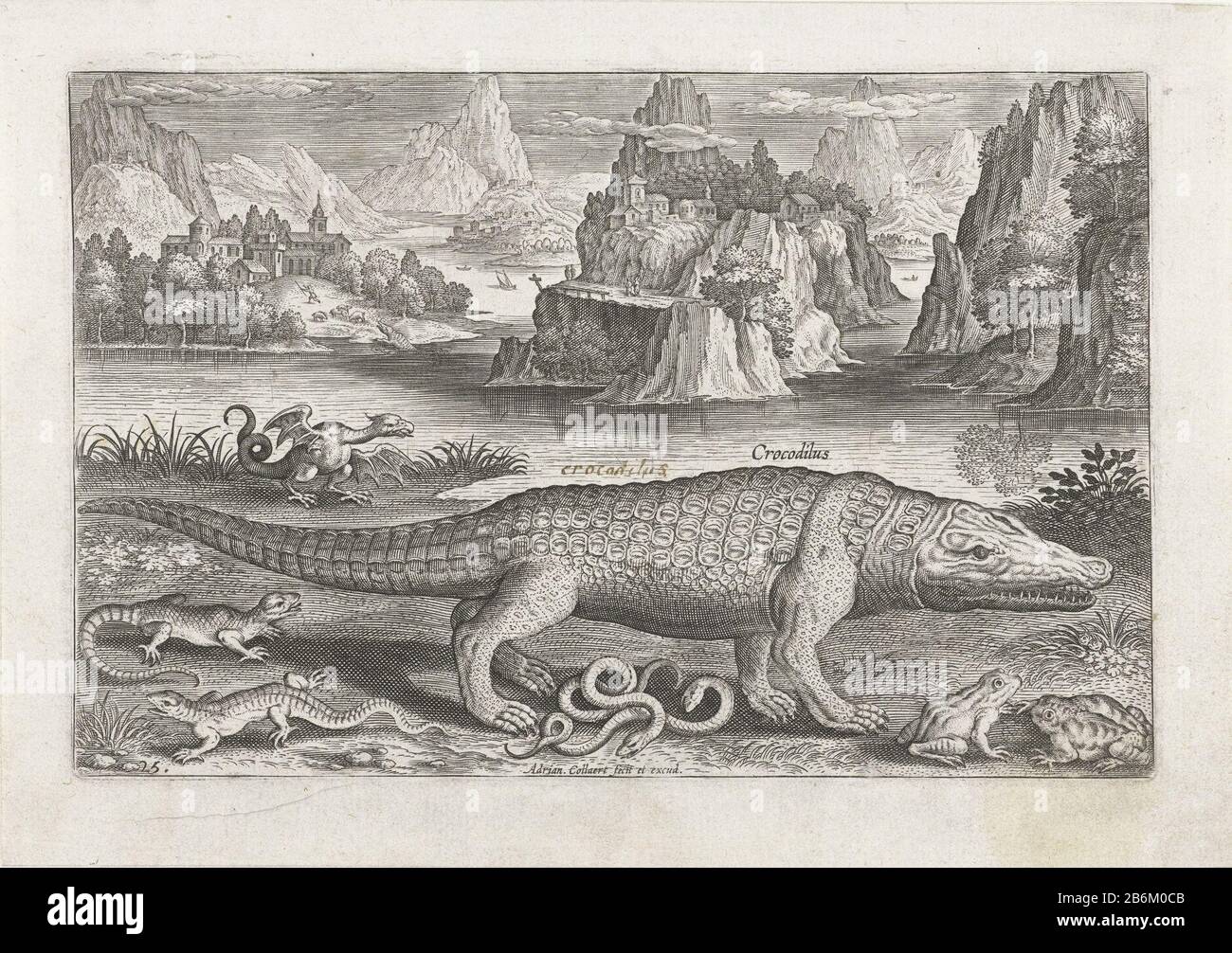 Toad features hi-res stock photography and images - Alamy