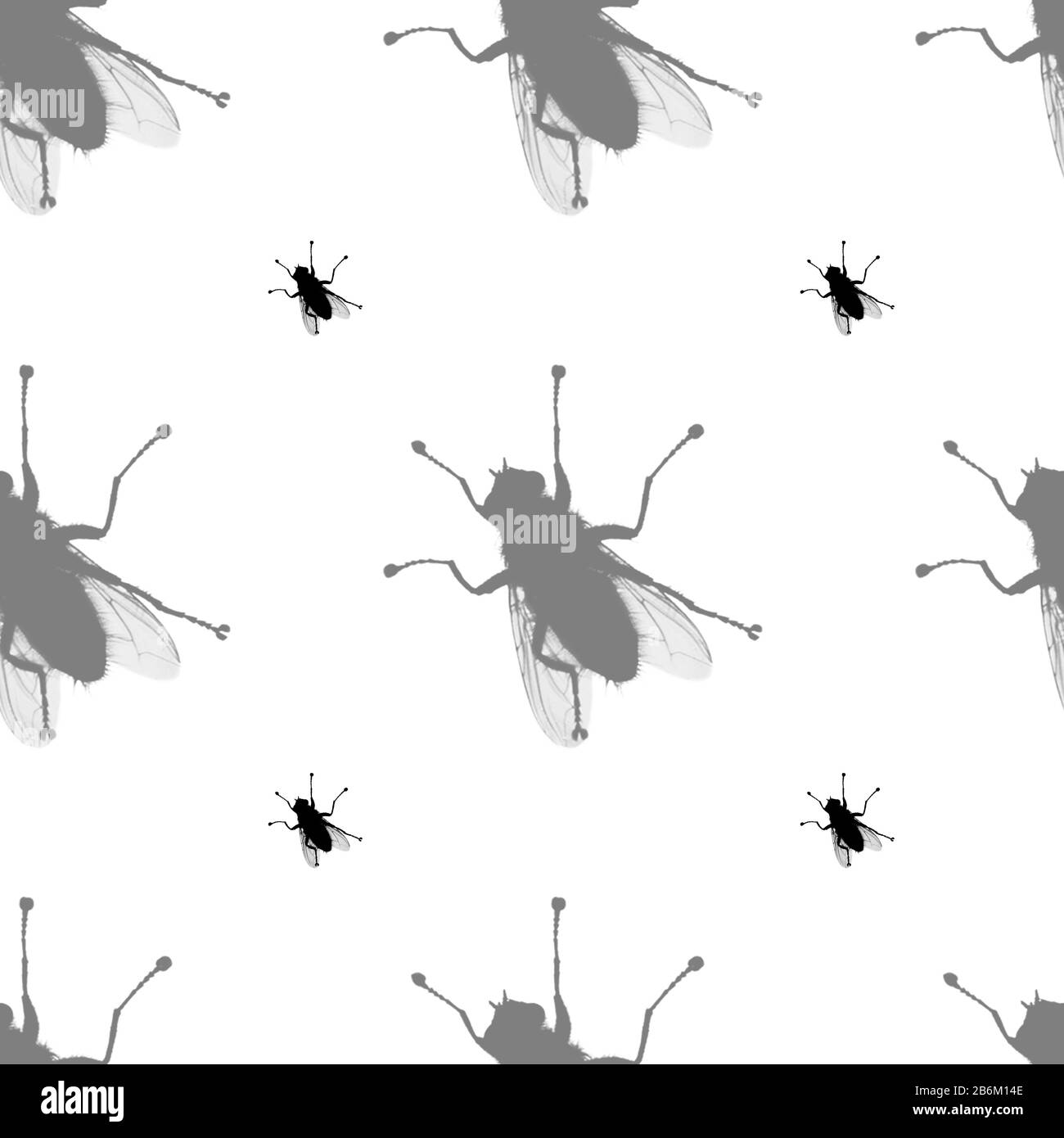 Seamless pattern black fly silhouette isolated, white background ...