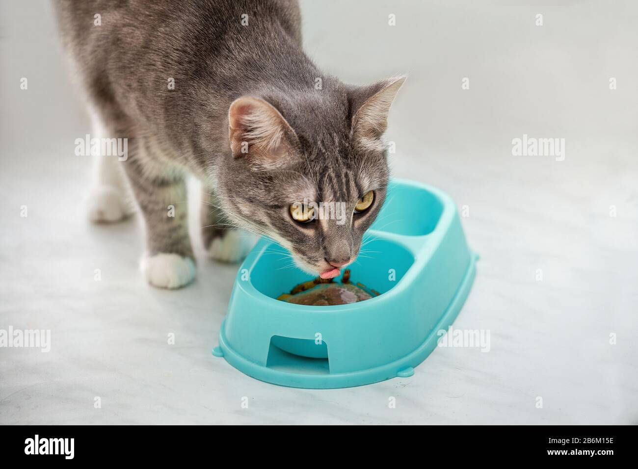 Young cat eating home hi-res stock photography and images - Alamy