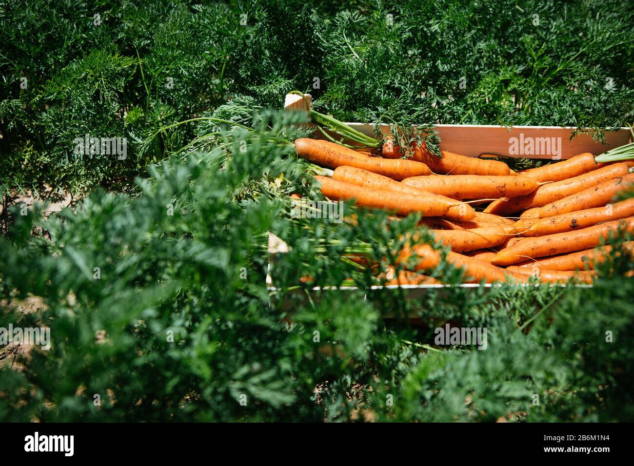 Carrot Field High Resolution Stock Photography and Images - Alamy